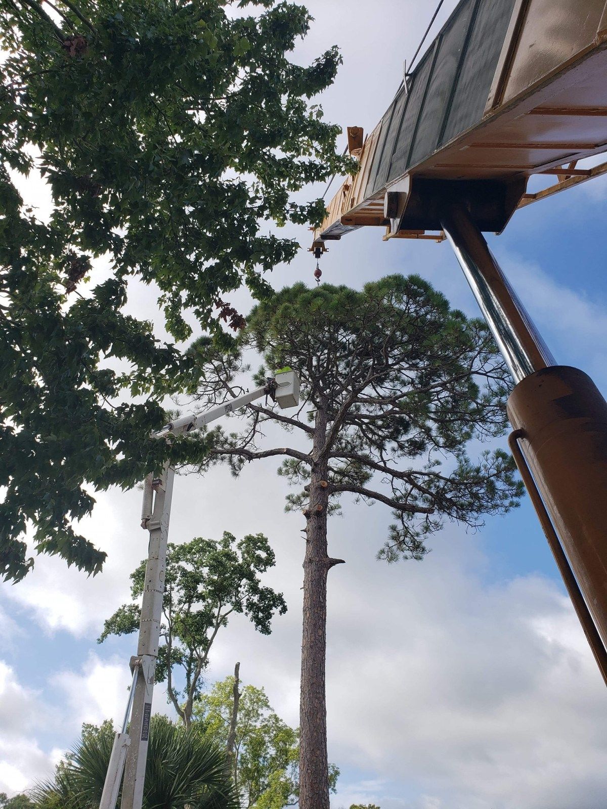 T&K Tree Offers Professional Tree Trimming & Removal Services in Winter Park, FL - WICZ