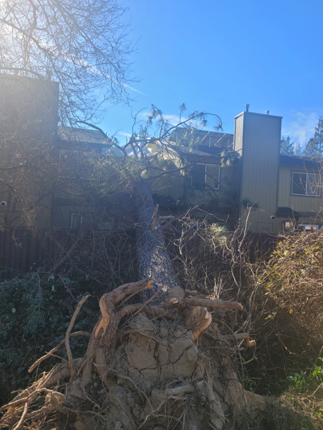 Cut Rite Tree Service Fresno Does'nt Let You Face Tree Emergencies Alone! - WICZ