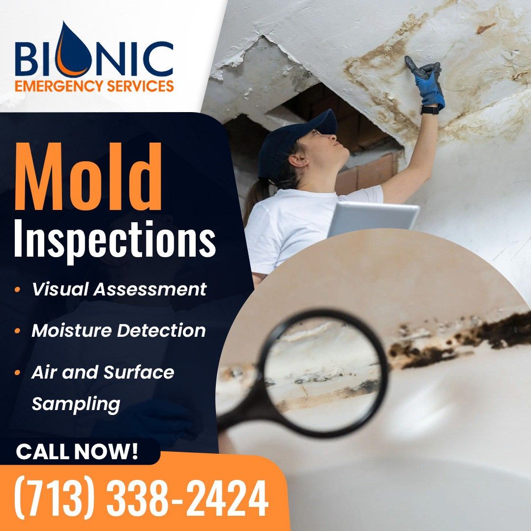Bionic Emergency Services: Difference Between Mold Inspection and Mold Removal - NORTHEAST ...