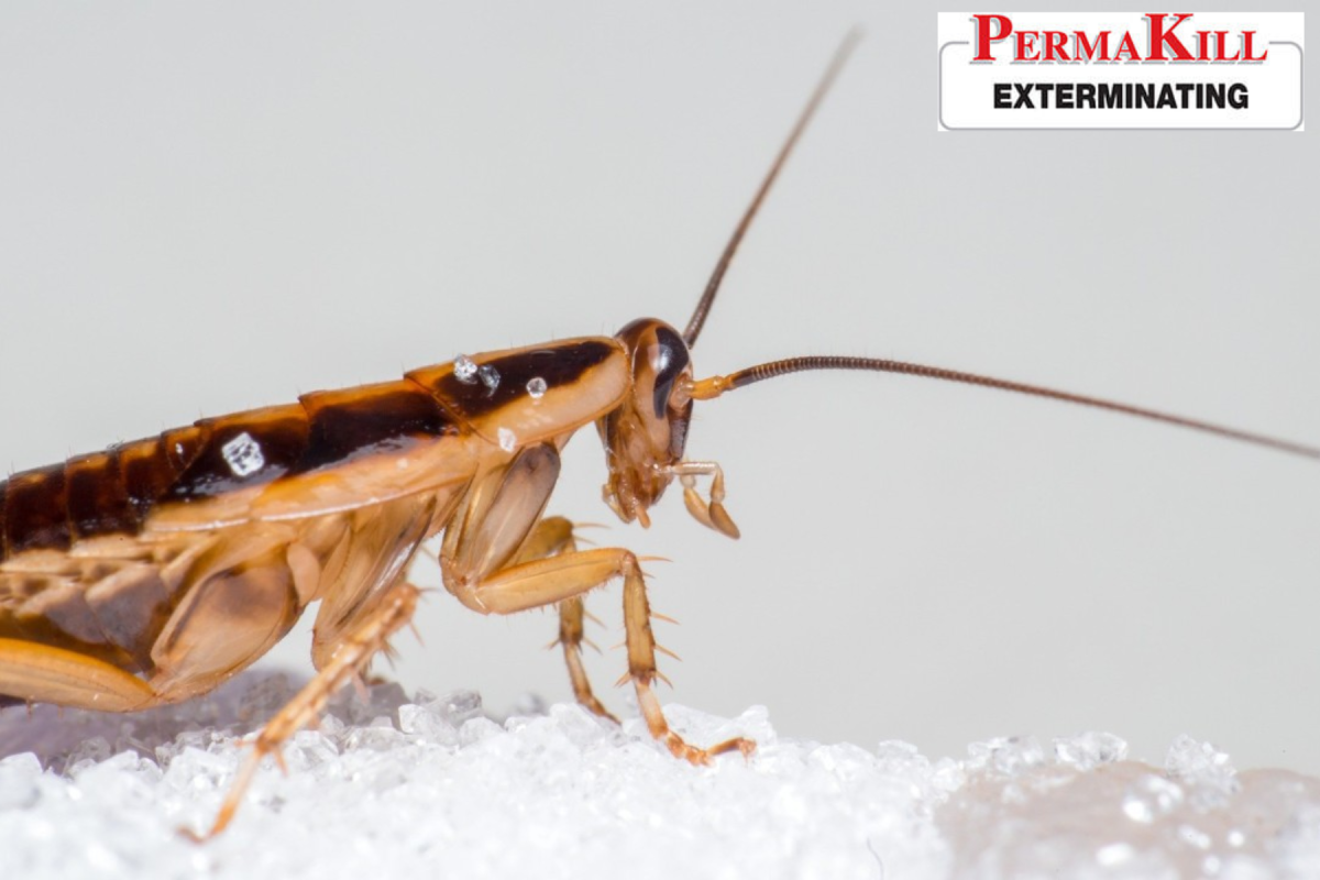 Hidden Invaders: Spotting Signs of Pests in Your Home - NORTHEAST ...